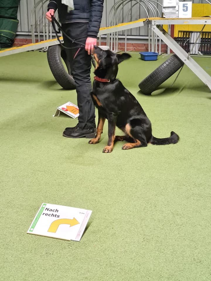 Rally Obedience - Hundetagesstätte Bella Singer