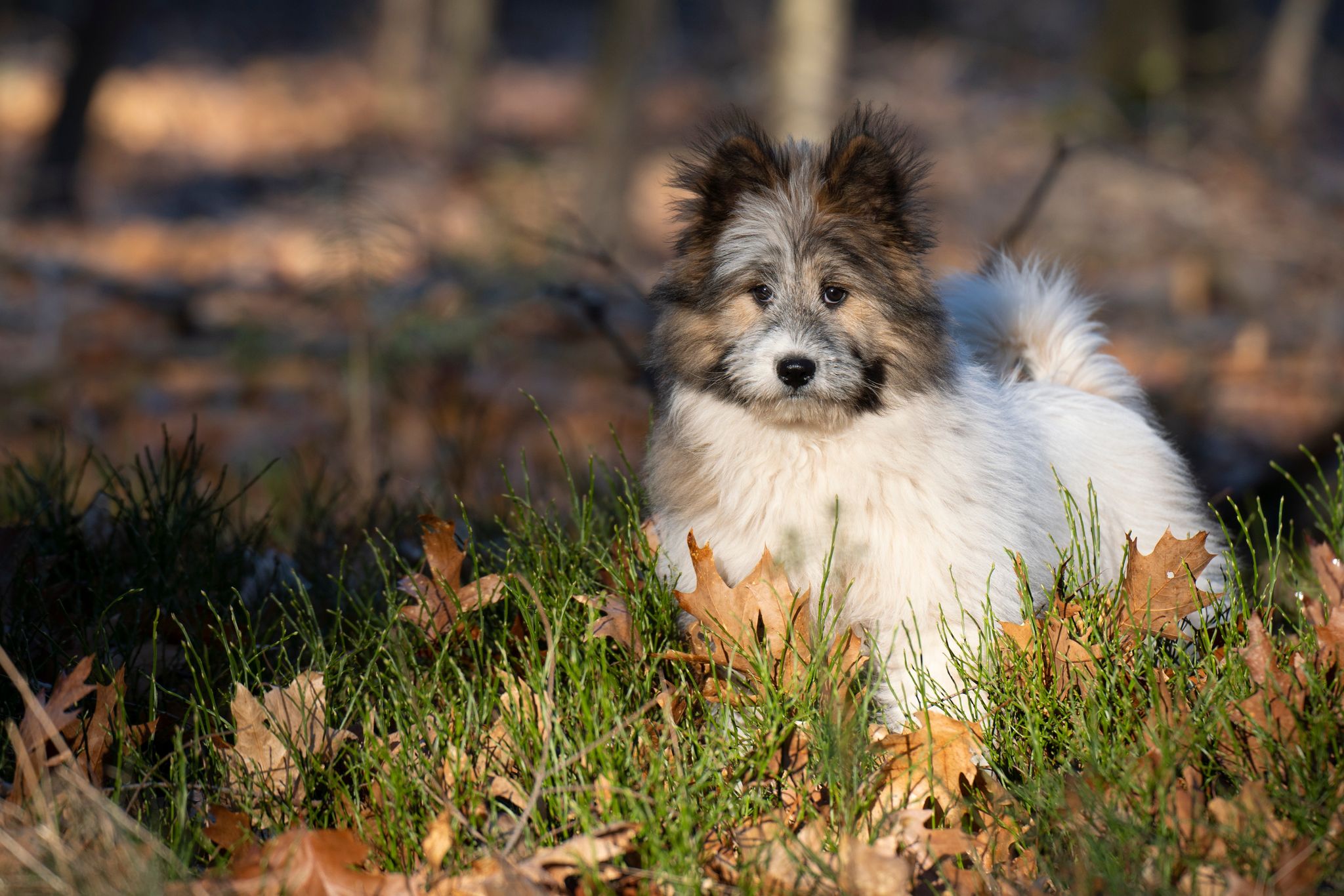 Welpenstunde - Hundeschule und Hundetagesstätte Bella Singer
